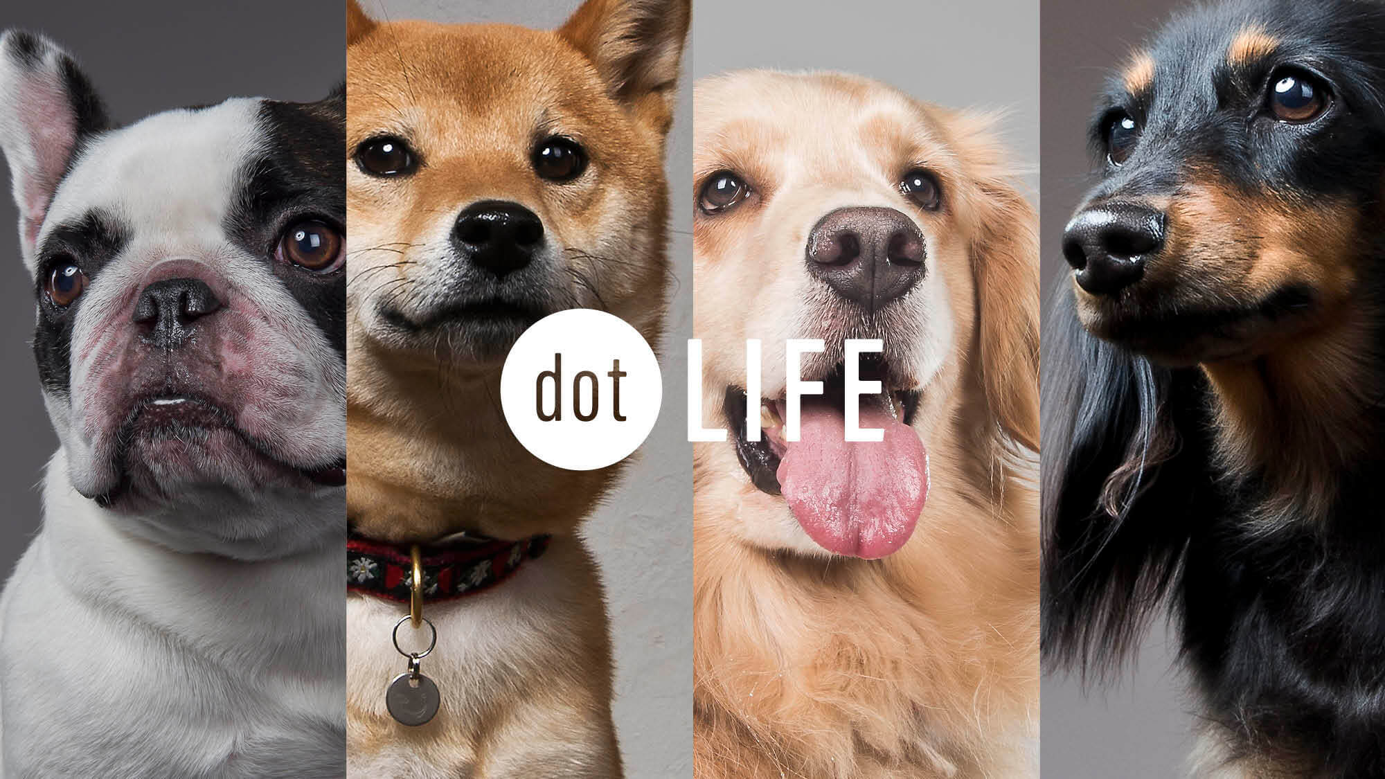 dot LIFE（ドットライフ）とは | dot LIFE（ドットライフ）